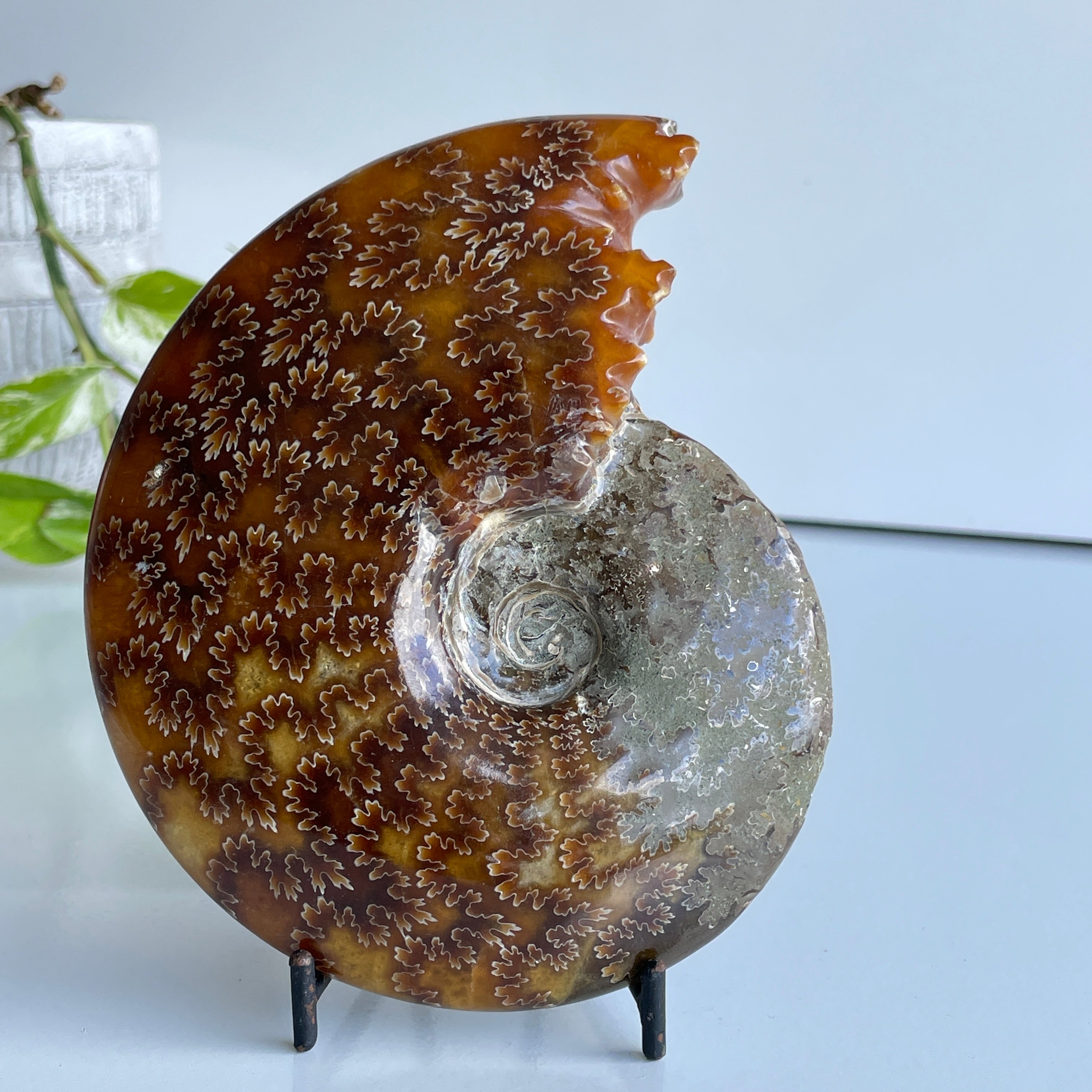 Ammonite 458g – Preah Ko Maitland